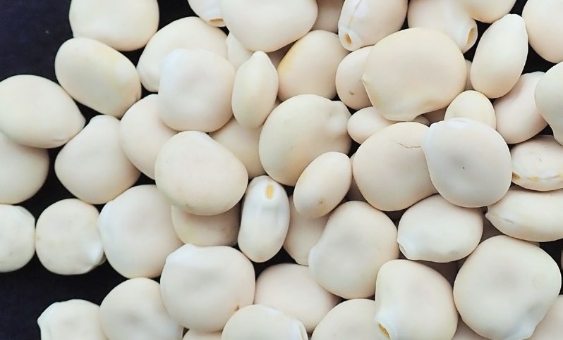 Lupini